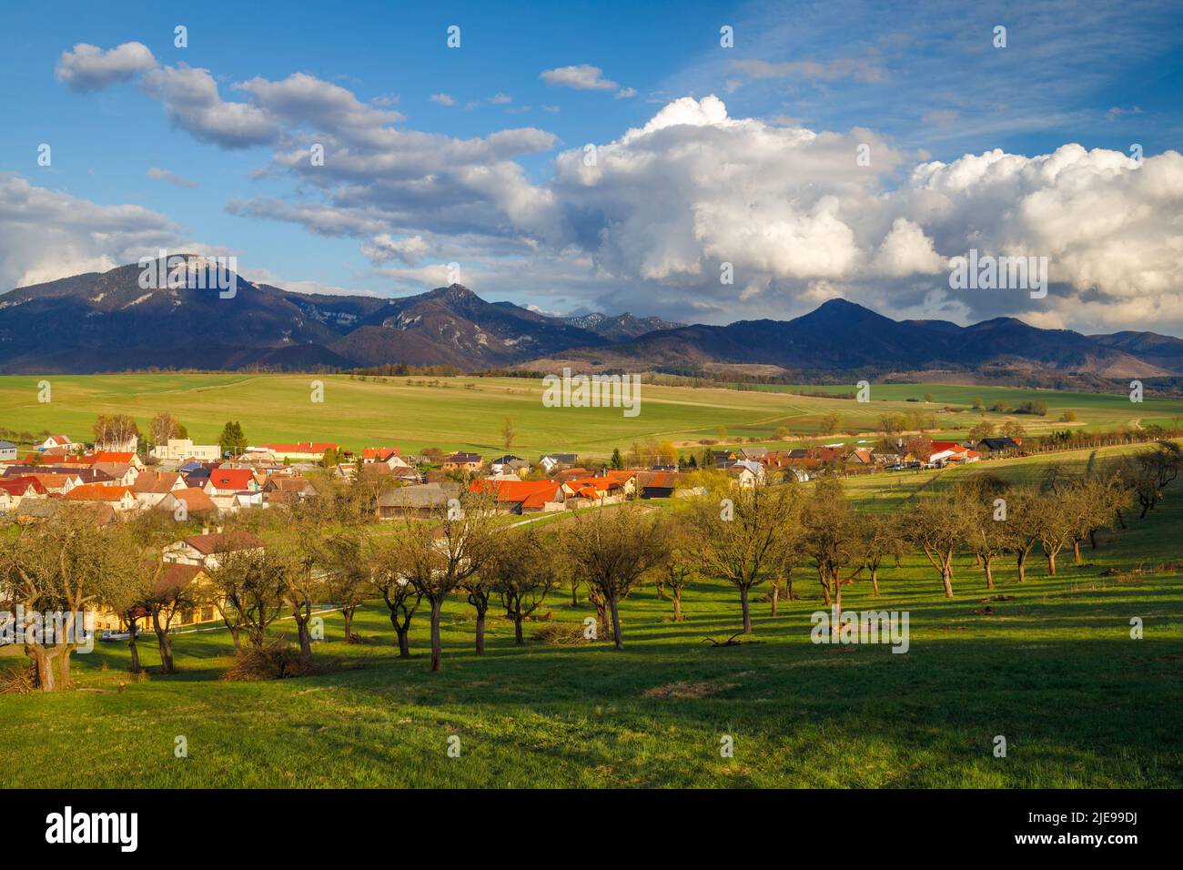 Sunny spring rural landscape, orchards on the edge of the village with ...