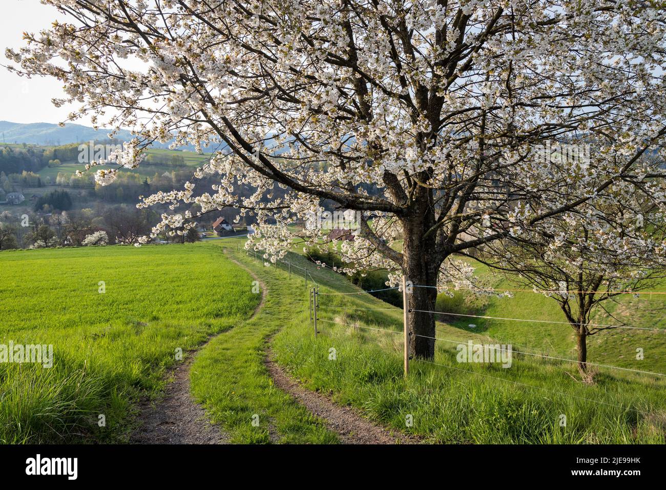 Spring rural landscape motif. A field path next to a flowering fruit ...