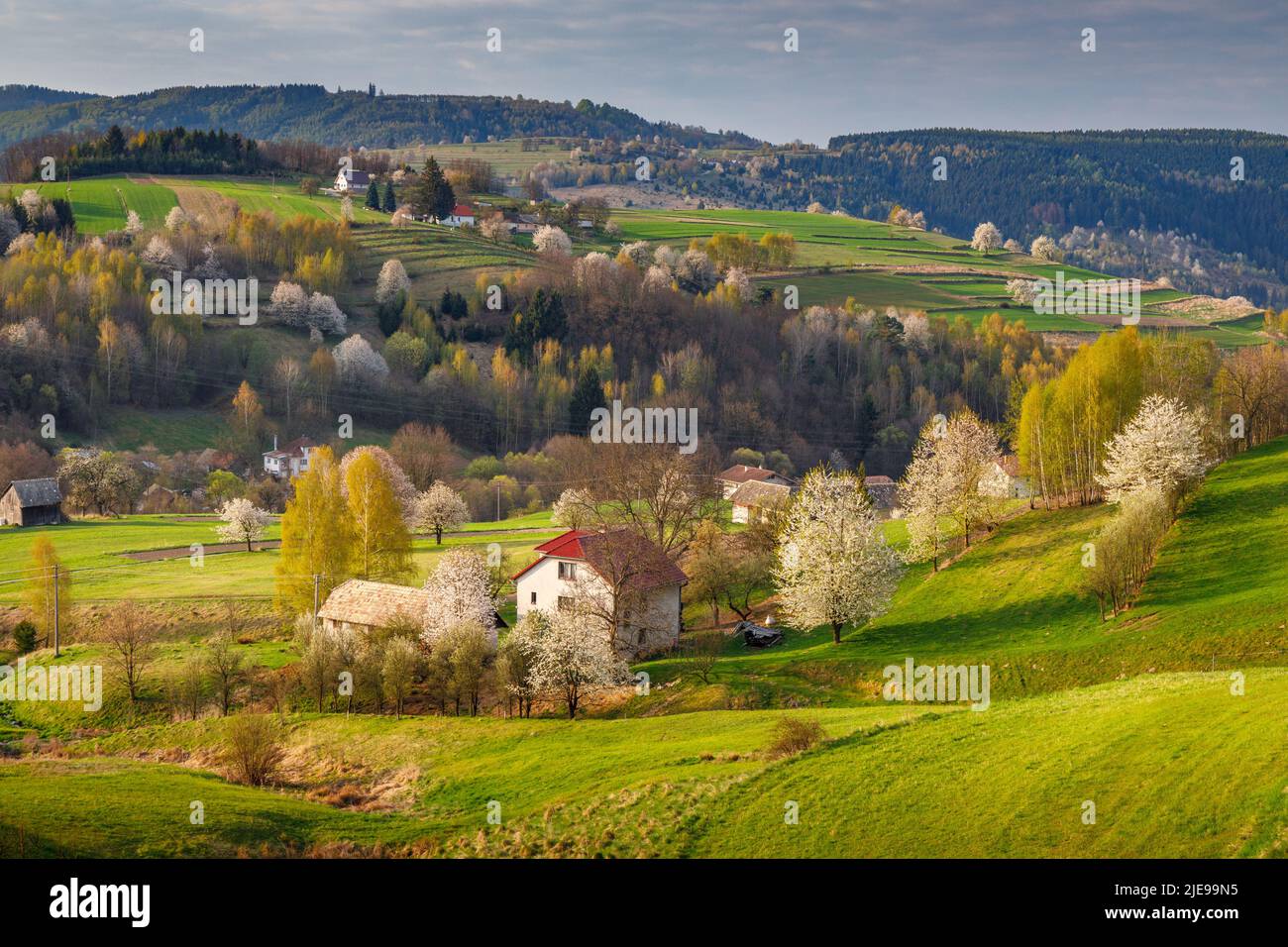 Spring rural landscape with flowering fruit trees on a sunny day. The ...