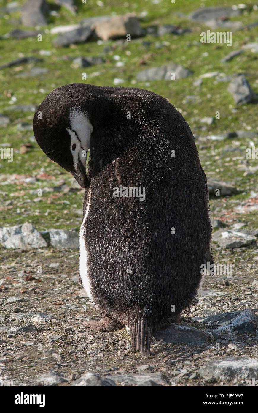 Chinstrap penguin (Pygoscelis antarcticus) , Antarctic Peninsula Stock ...