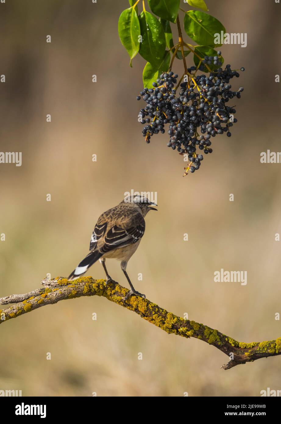 White banded Mockingbird, Mimus triurus, in Pampas grass environment ...