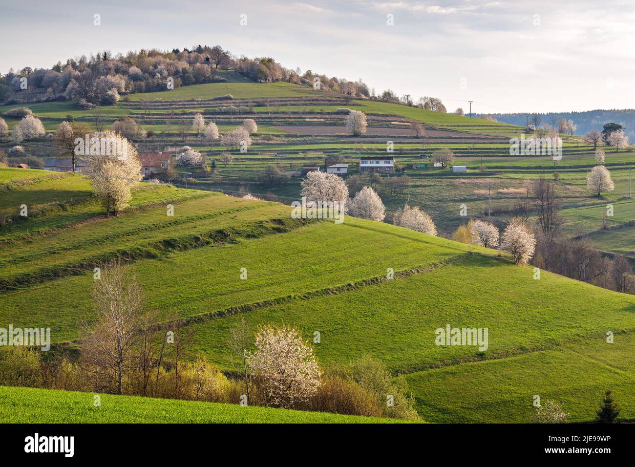 Spring rural landscape motif. Flowering fruit trees, fields and grassy ...