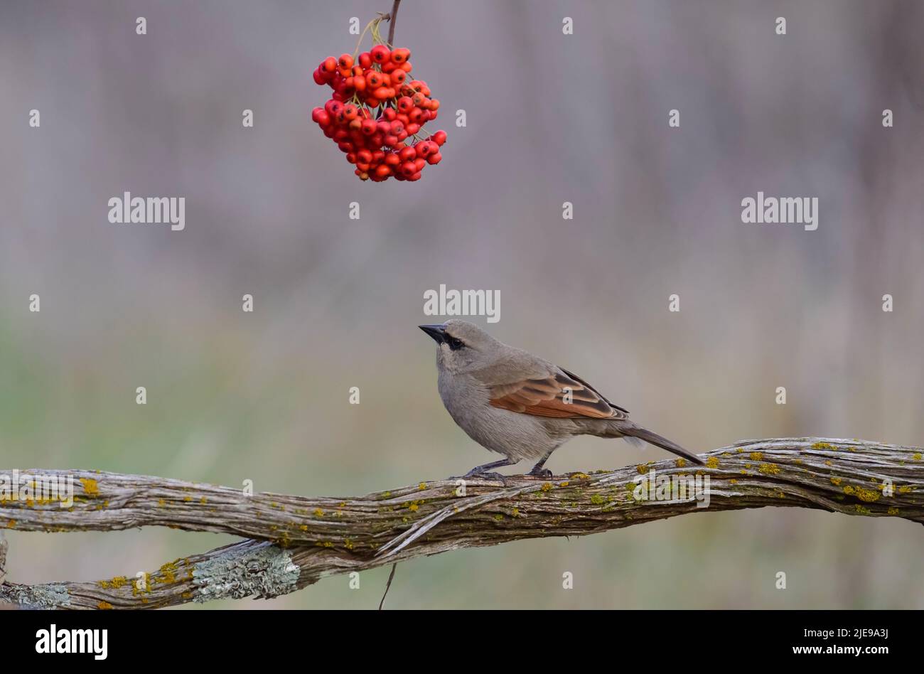 Bay winged Cowbird, Agelaioides badius, Calden forest, La Pampa ...