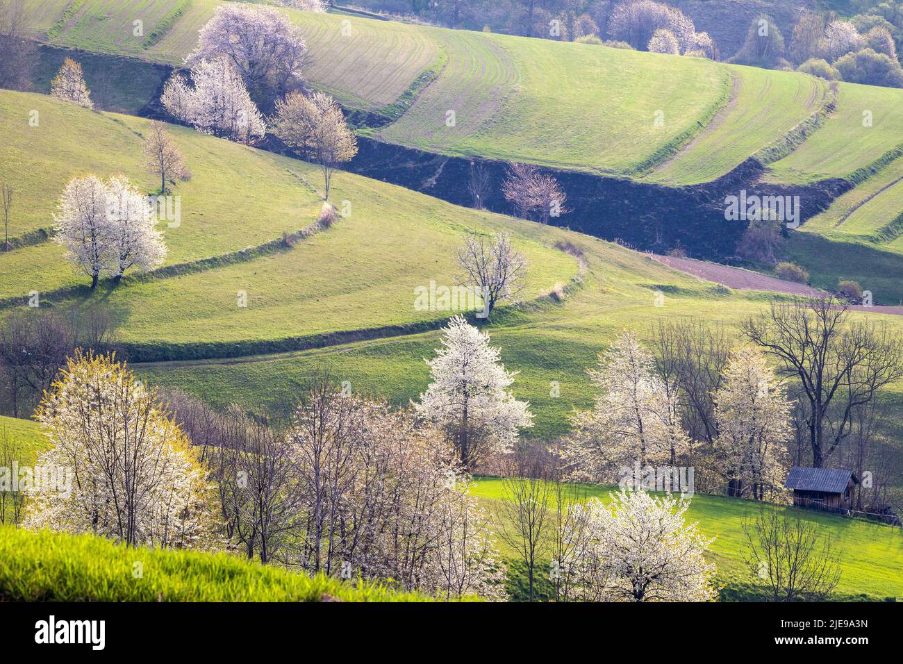 Spring rural landscape motif. Flowering fruit trees, fields and grassy ...
