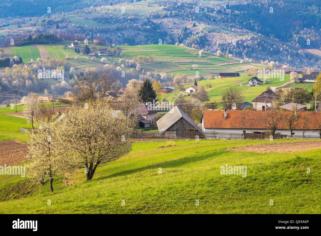 Spring rural landscape with flowering fruit trees on a sunny day. The ...