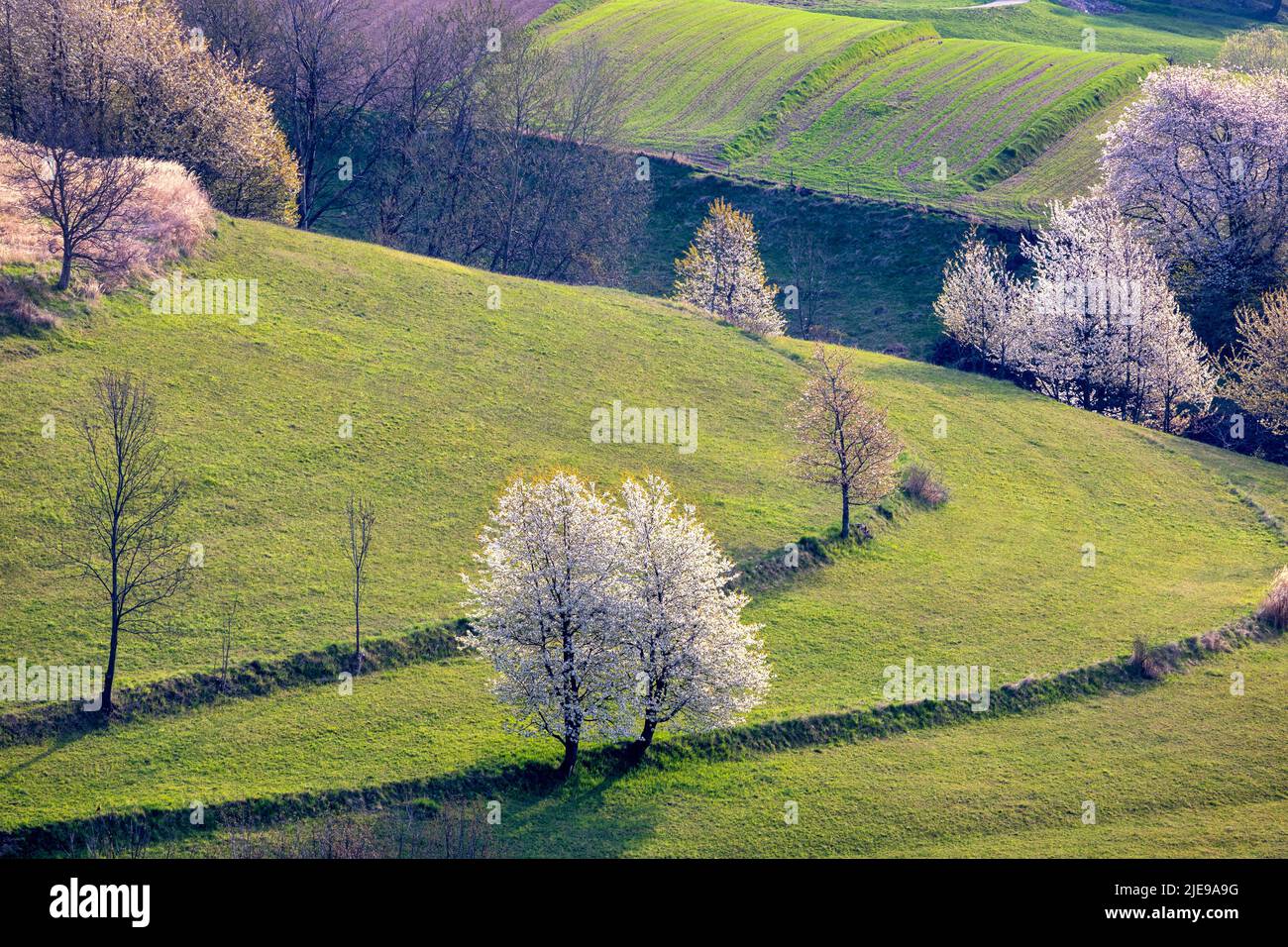 Spring rural landscape motif. Flowering fruit trees, fields and grassy ...