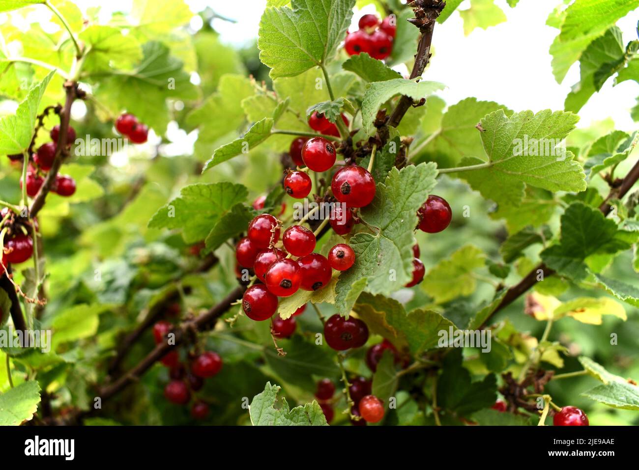 Red Currant ripe on the bush during summer in europe Stock Photo - Alamy