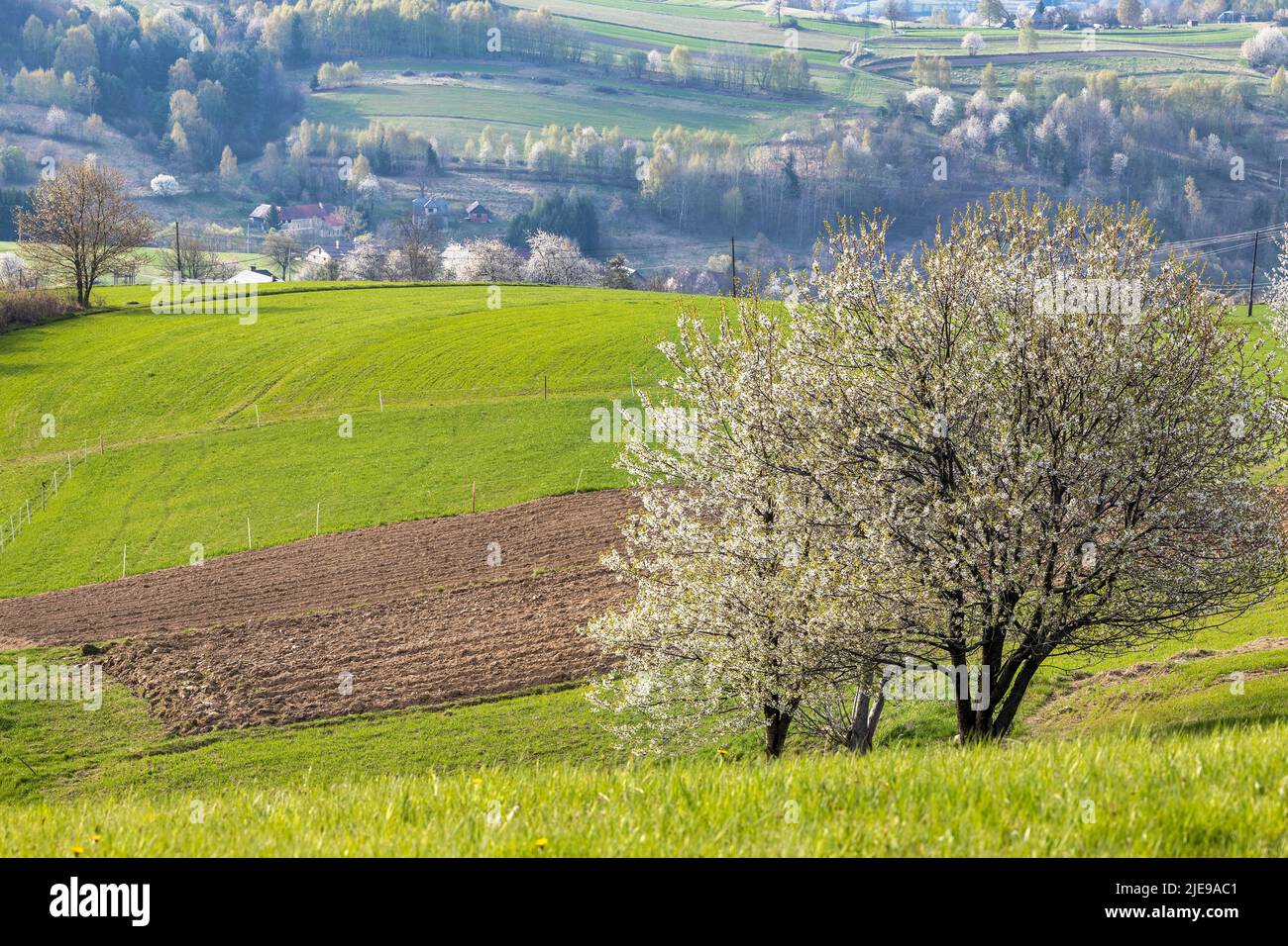 Spring rural landscape with flowering fruit trees. The Hrinova village ...