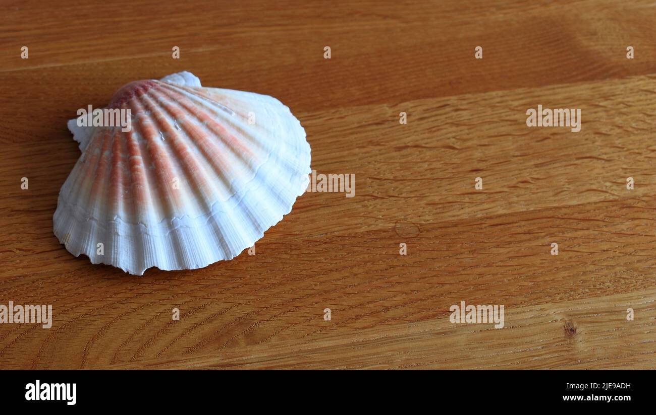 St. Jacobs shell on a wooden background is a symbol for christian ...