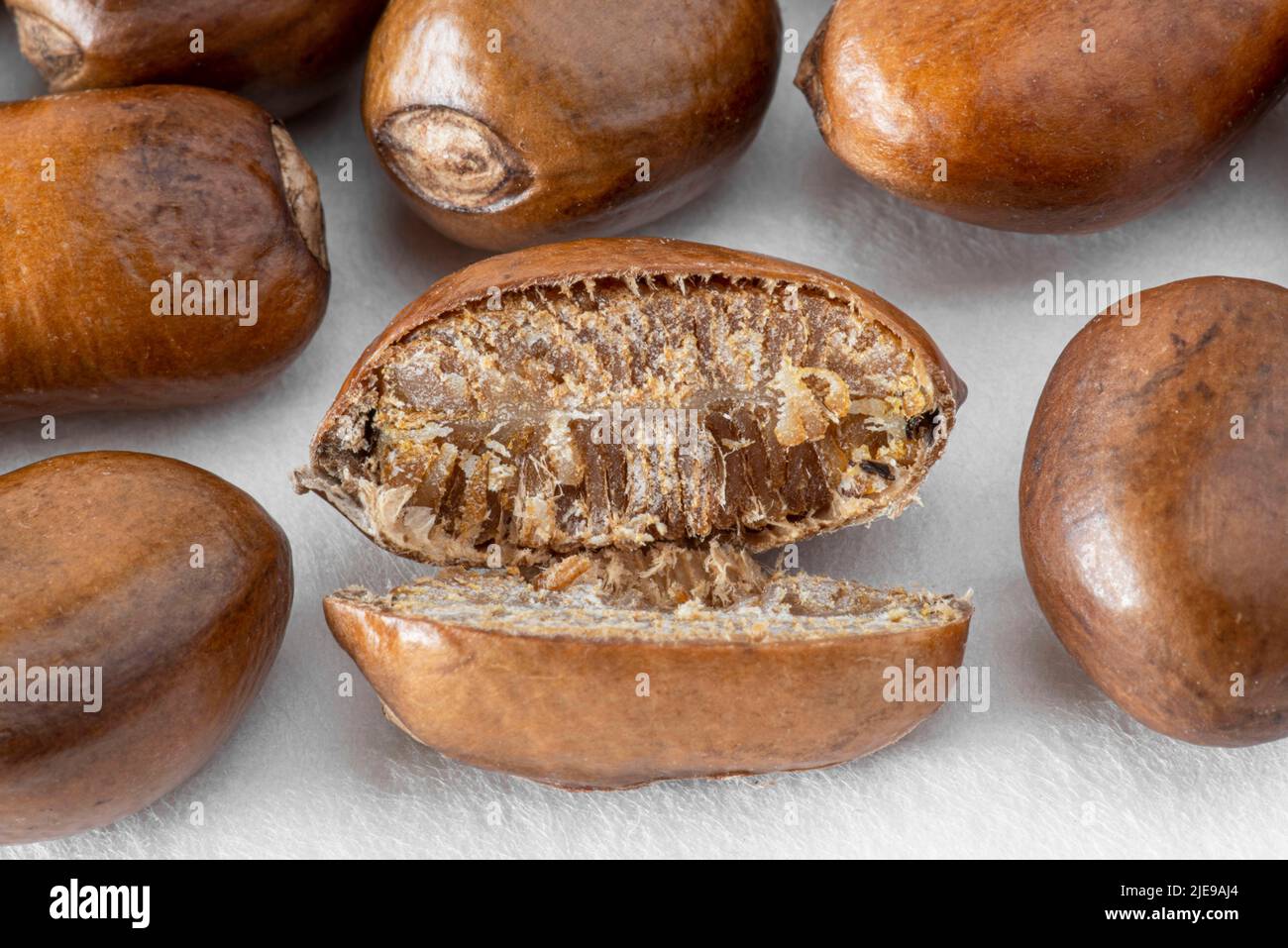 Close-up of pebe or monodora nut, the nutmeg of Gabon, a spice native ...