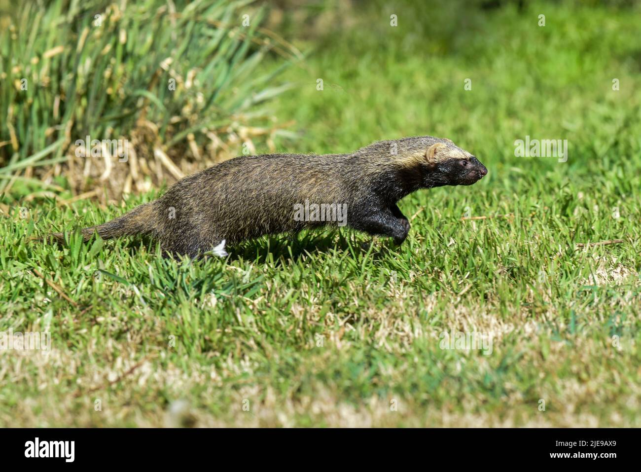 Little grison hi-res stock photography and images - Alamy