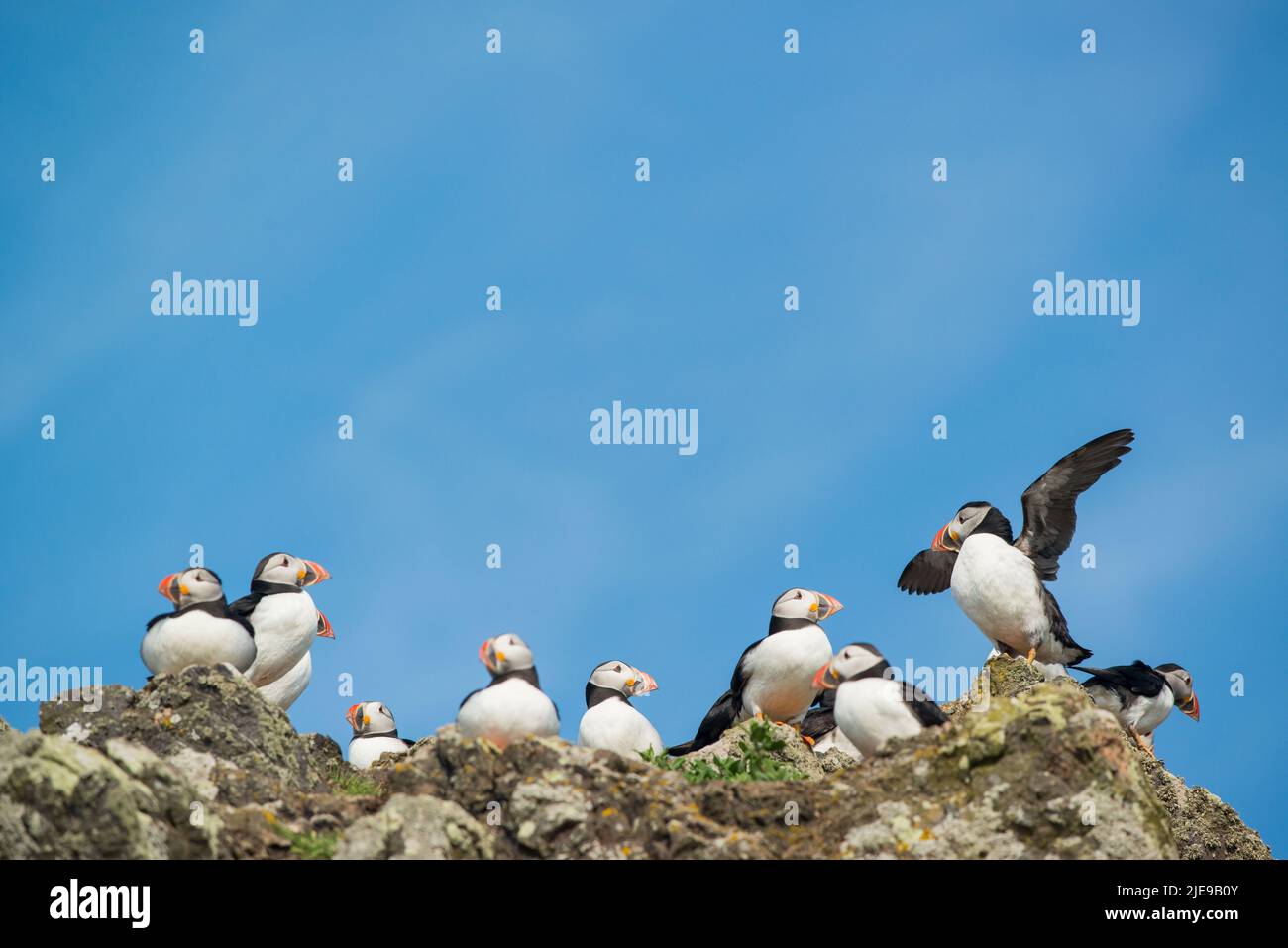 Group of puffins on rock, Skomer Island Stock Photo - Alamy
