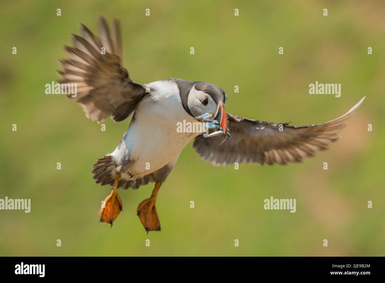 Puffin in flight with beak full of sandeels returning to burrow to feed ...