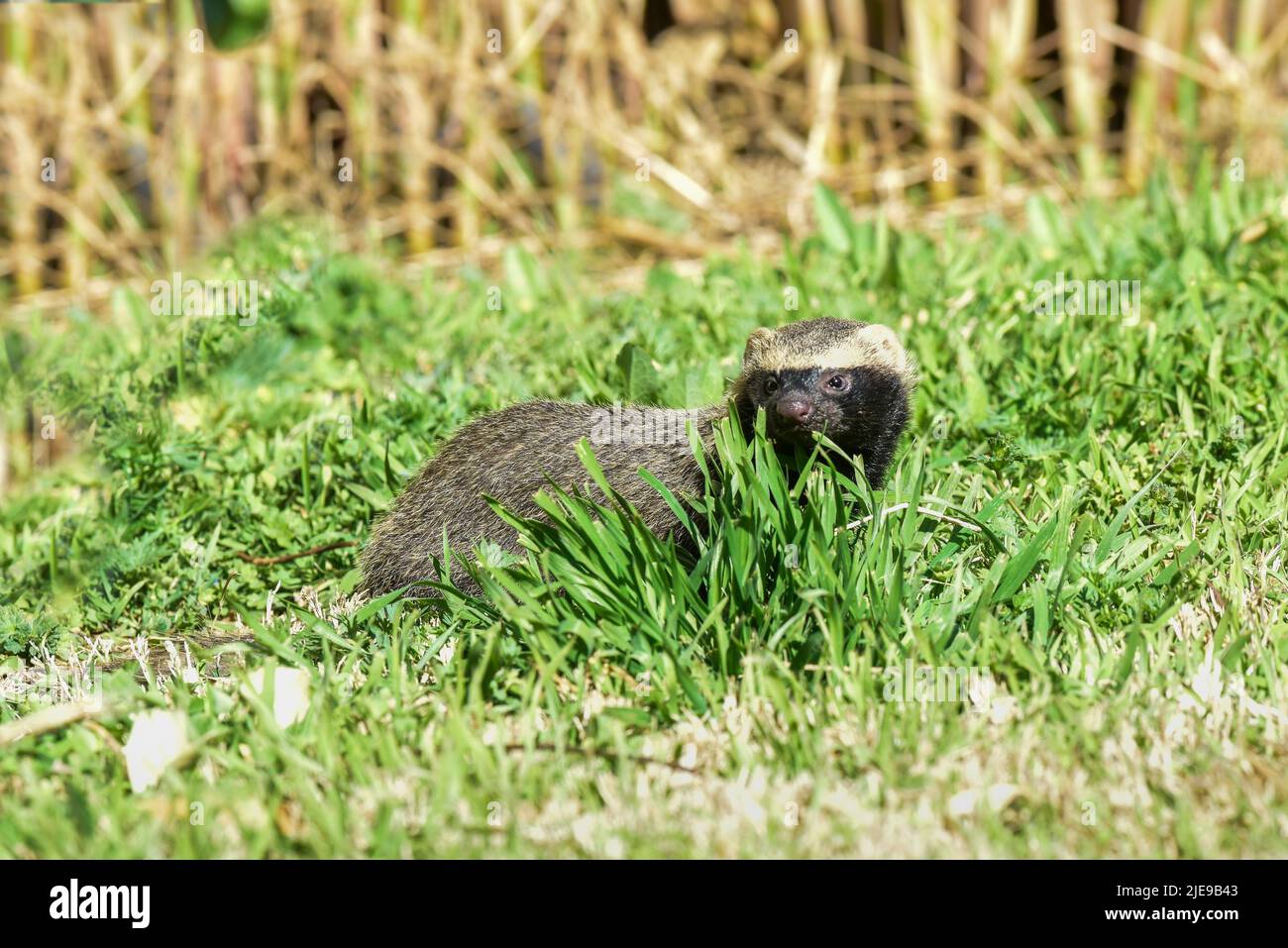 Little grison galictis cuja hi-res stock photography and images - Alamy