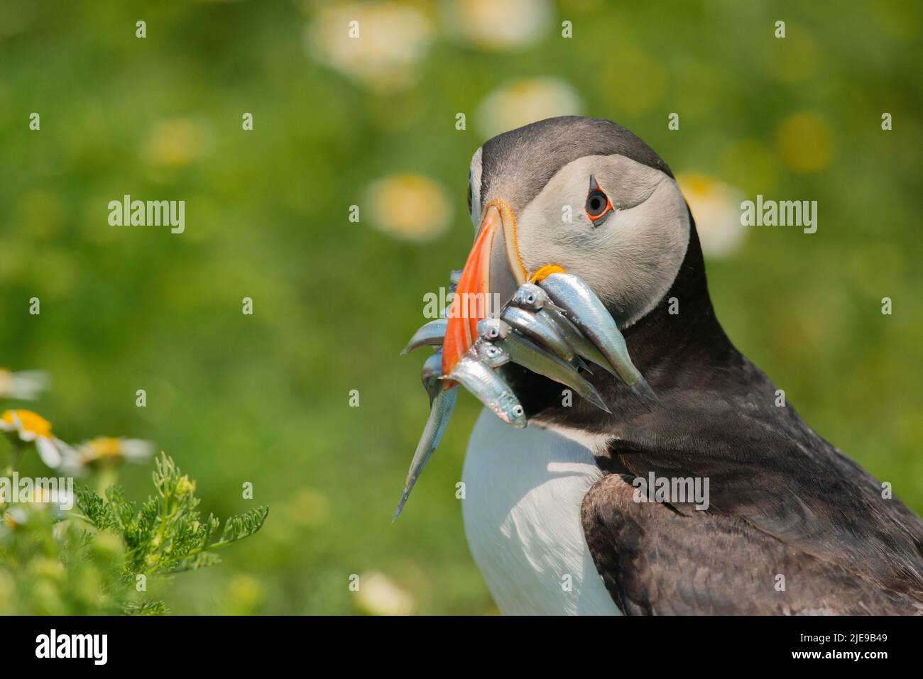Puffin returning to burrow with beak full of sandeels to feed chick ...