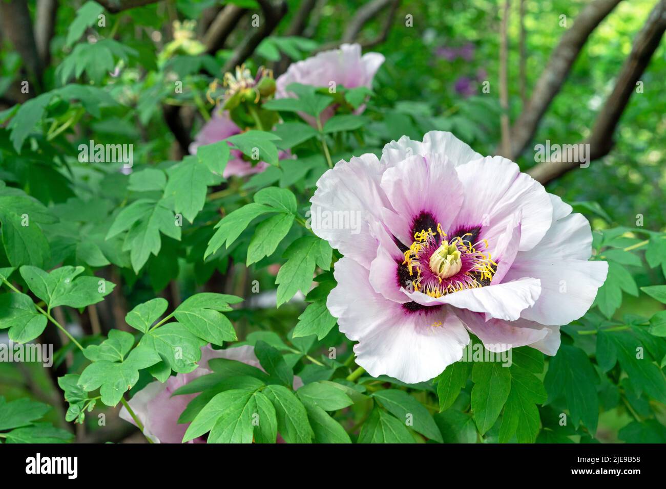 White-pink peony blooms in the summer garden. Peony officinalis (lat ...