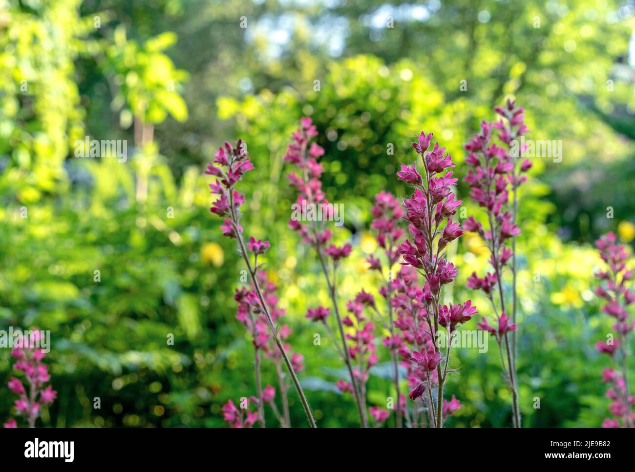 Alumroot hi-res stock photography and images - Alamy
