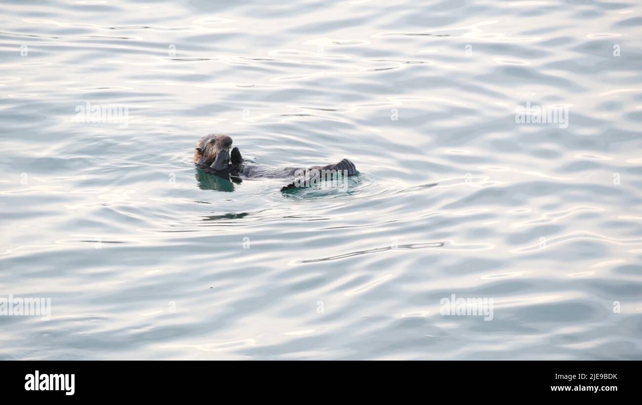 Otter waves paw floating hi-res stock photography and images - Alamy