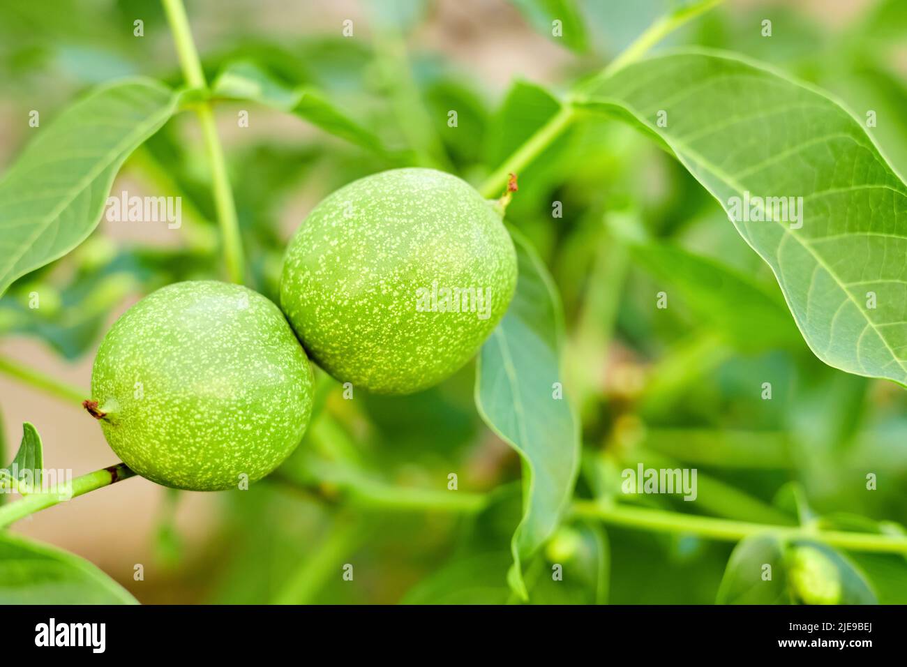 Ripen walnuts hi-res stock photography and images - Alamy