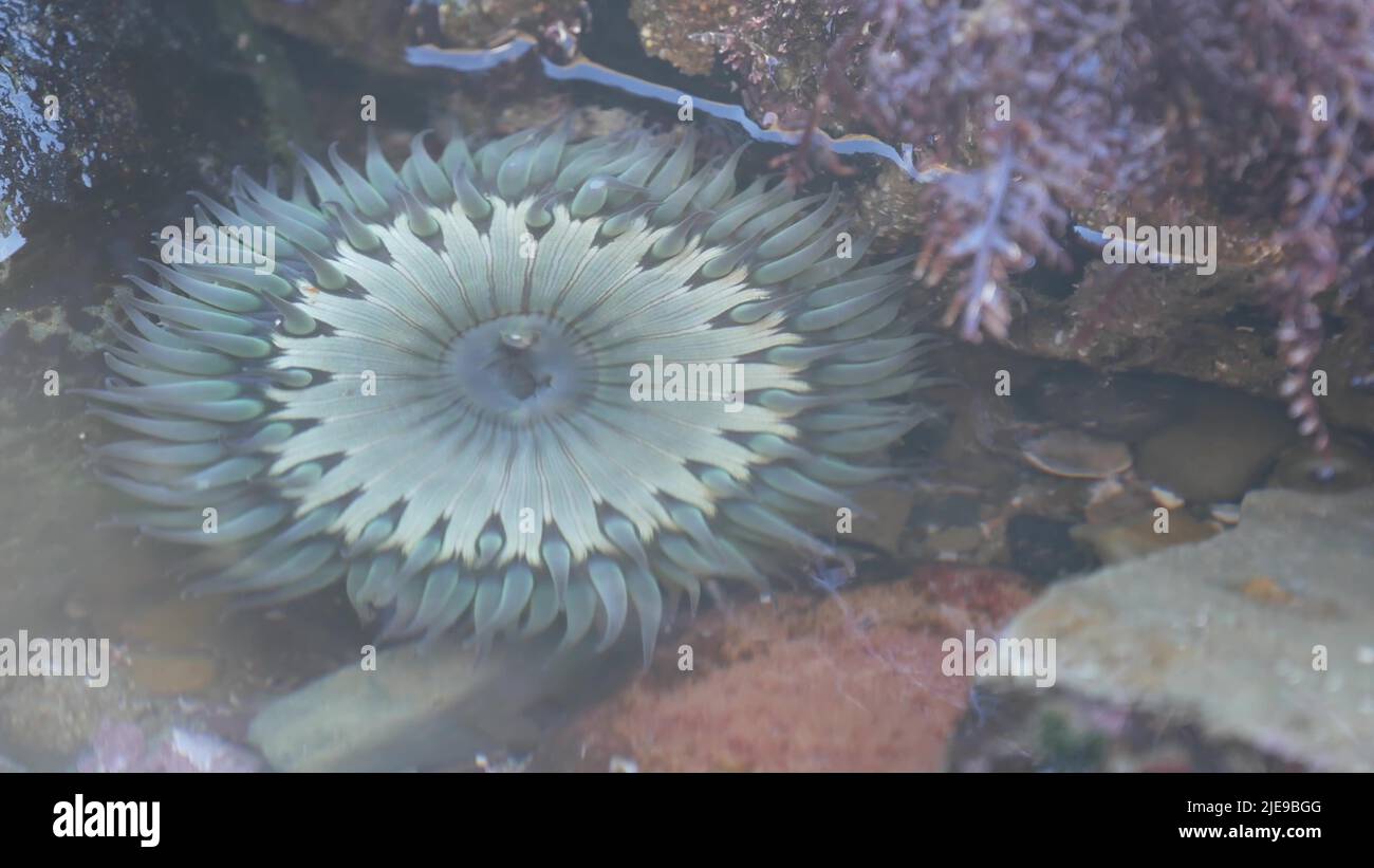 Sea anemone tentacles, tide pool water, anemones mouth macro. Tidepool ...