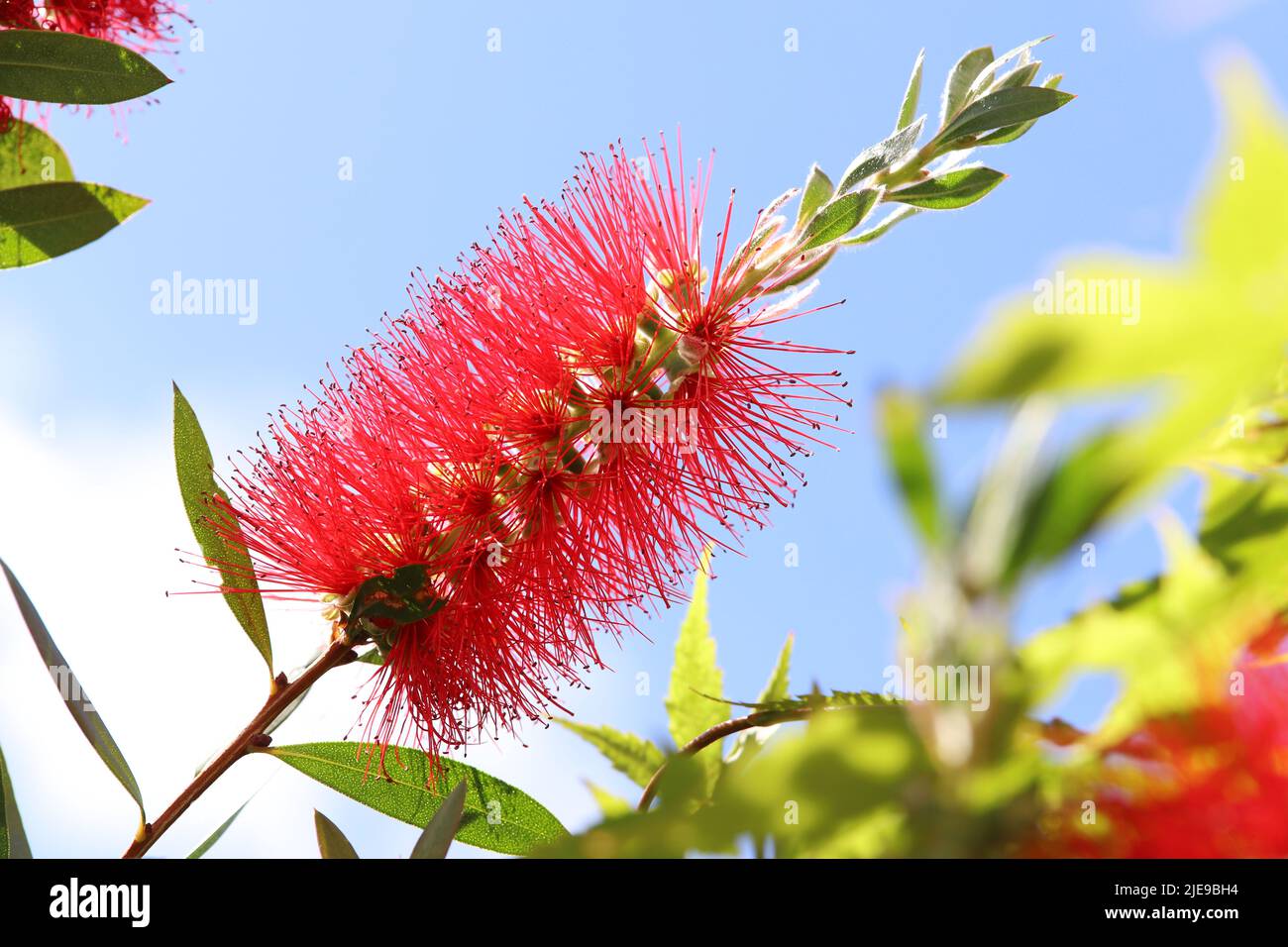 Bottle Brush plant (Callistemon Stock Photo - Alamy Bottle Brush plant (Callistemon Stock Photo - Alamy