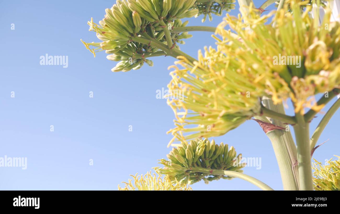 Yellow agave flower bloom, people walking by ocean beach, California ...