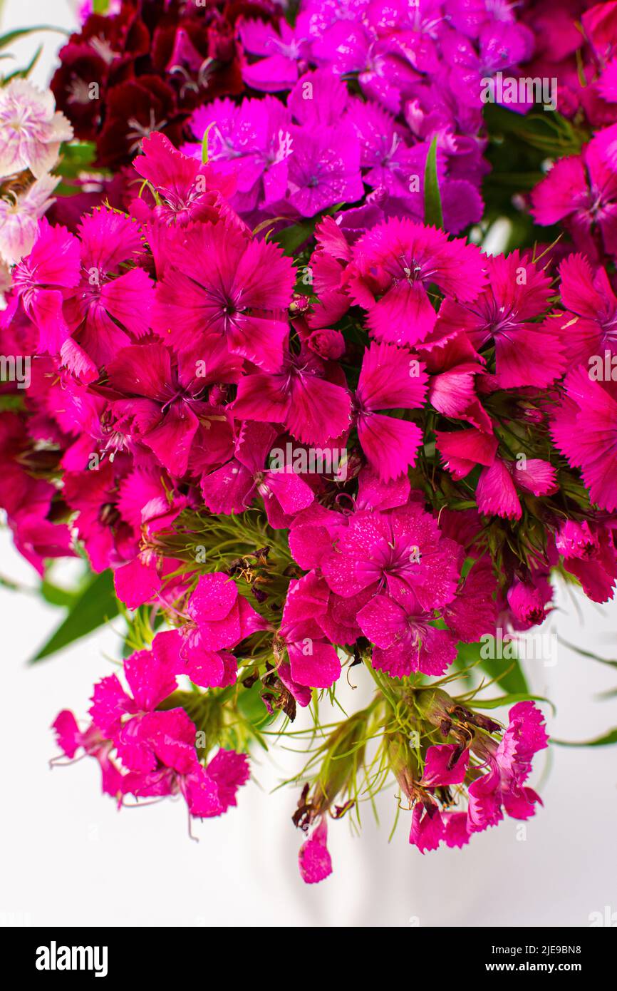 Beautiful summer carnation flowers in a white vase close up, part of ...