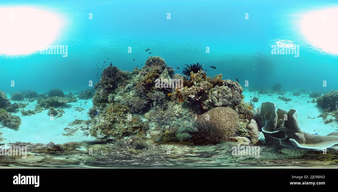 Coral reef and tropical fishes. The underwater world of the Philippines ...