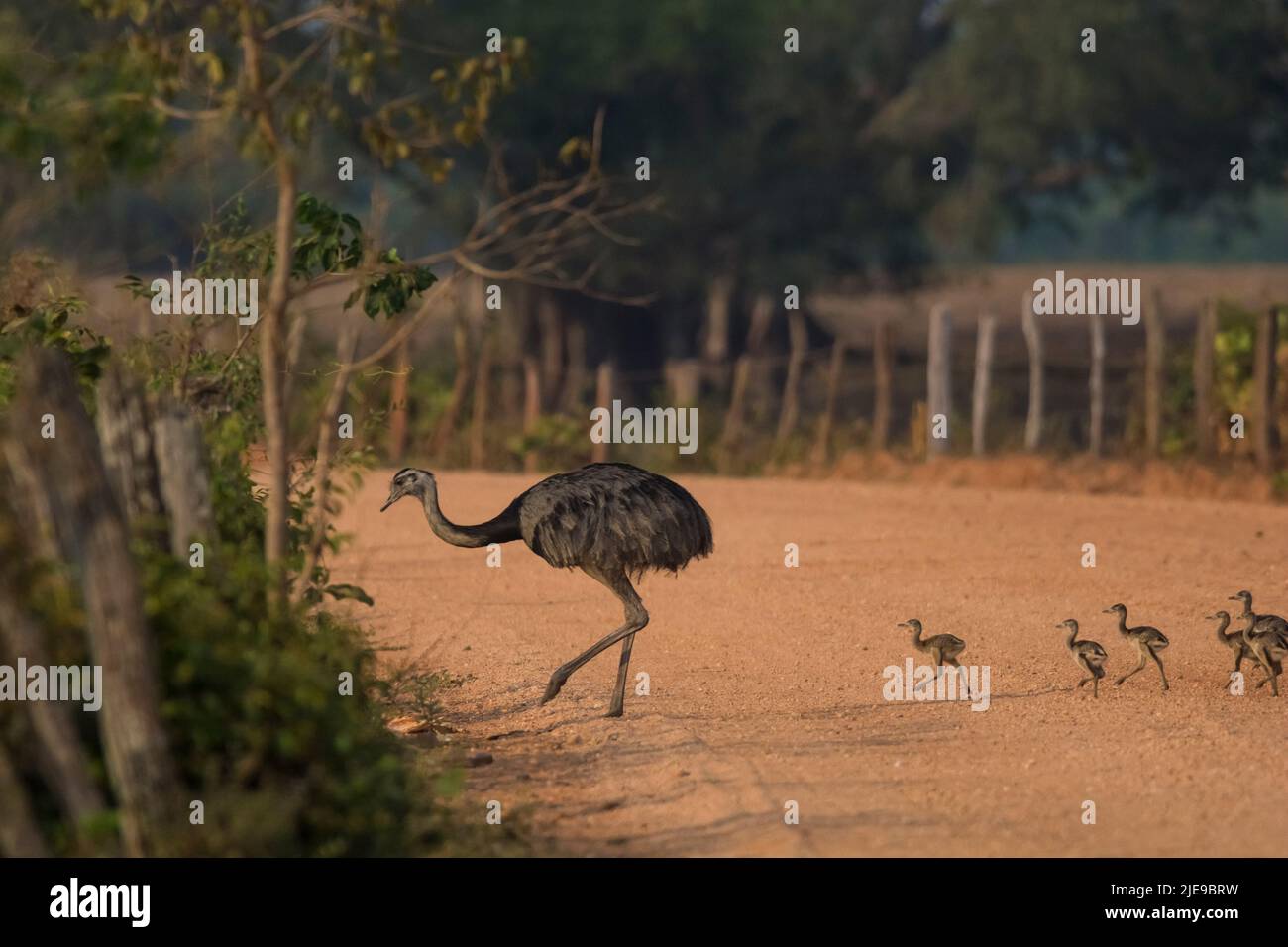 Greater Rhea, (Rhea Americana) in Pampas plain environment, La Pampa Province , Patagonia ...