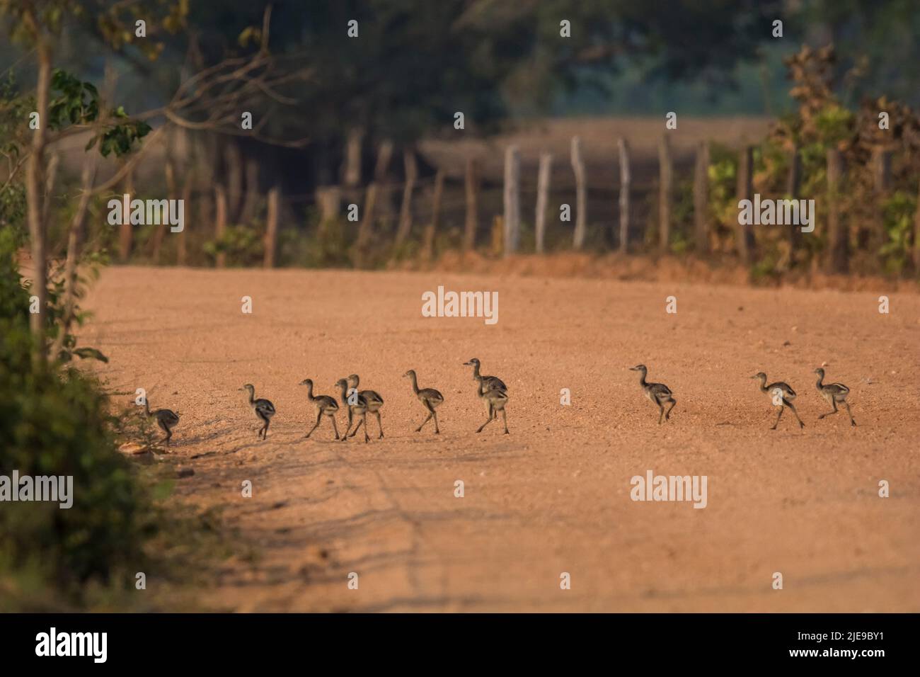 Greater Rhea, (Rhea Americana) in Pampas plain environment, La Pampa ...