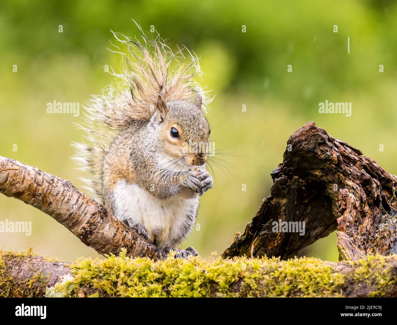 Grey squirrel foraging in a summer rain shower in mid Wales Stock Photo ...