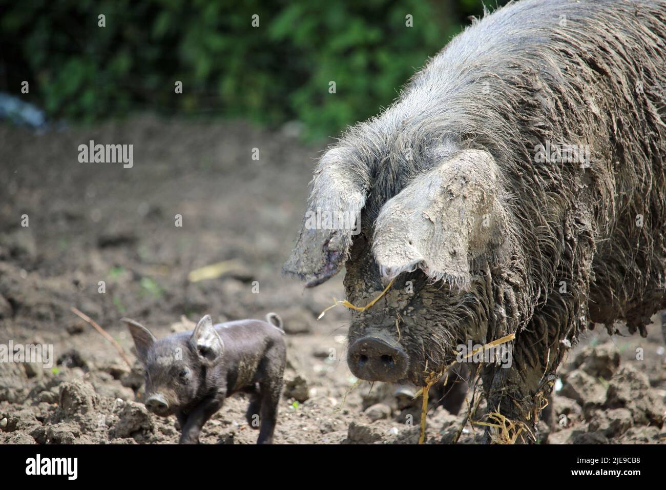Black pig with piglet in a muddy field with a hedge, straw and mud ...