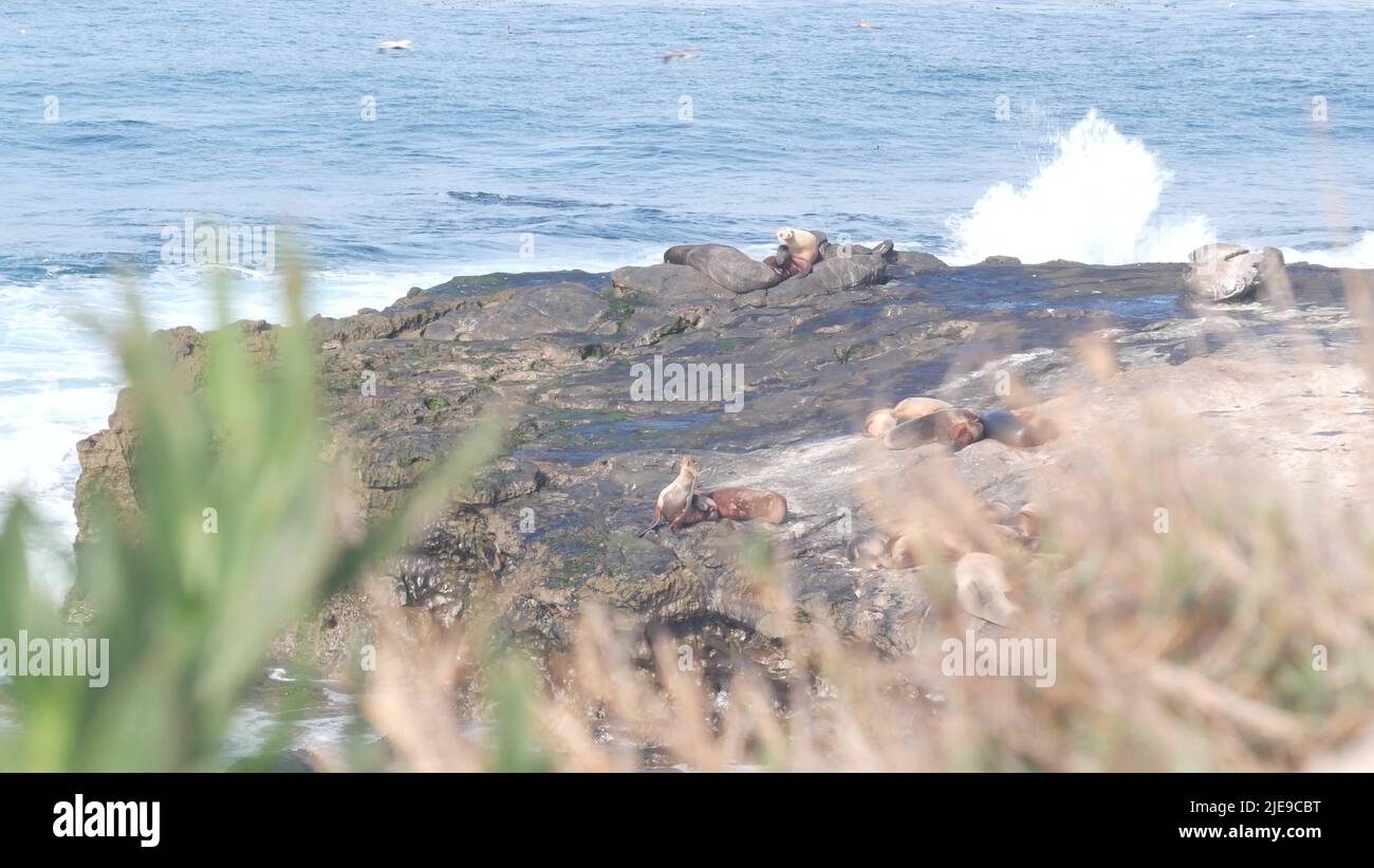 Wild seal rookery, sea lion resting on rocky ocean beach, La Jolla ...