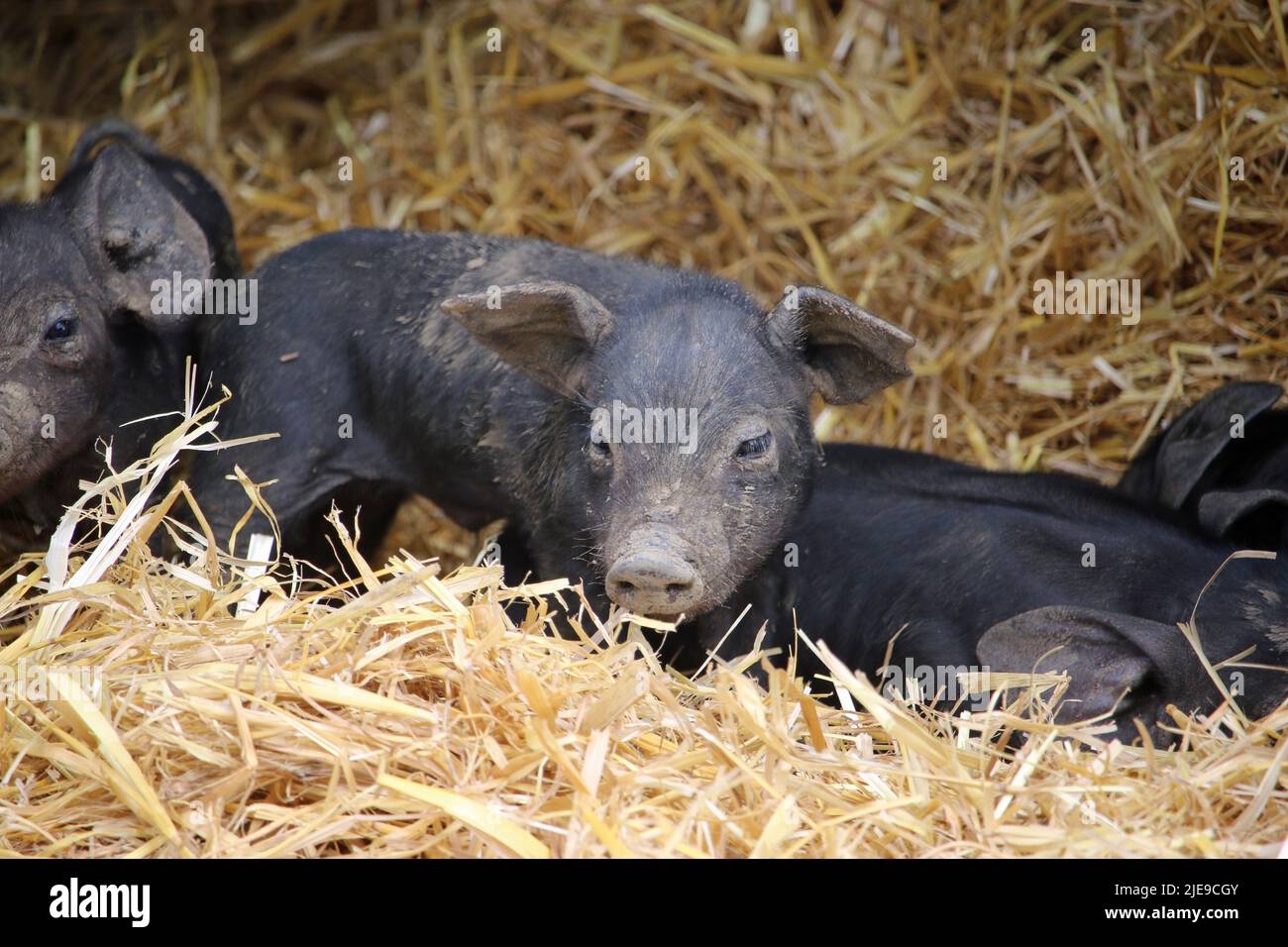 Blurred farm background hi-res stock photography and images - Alamy