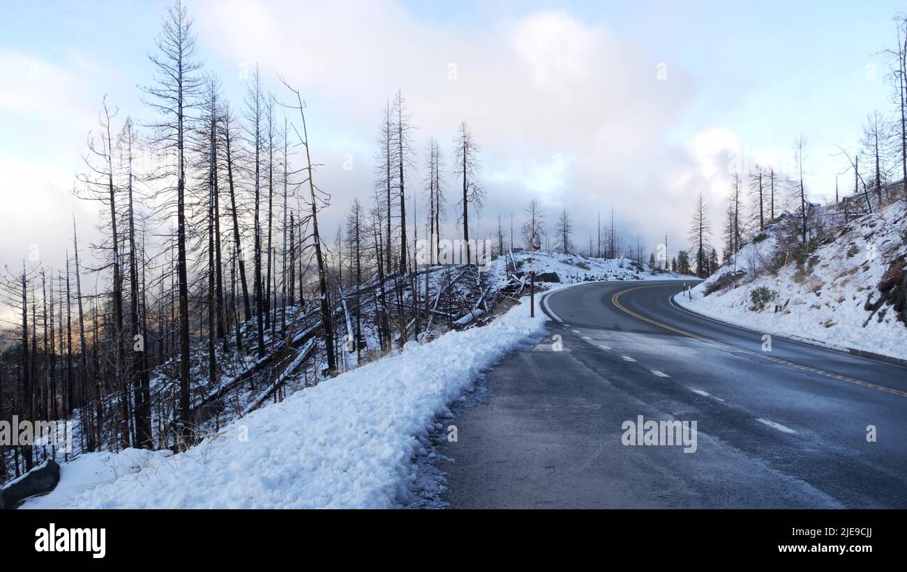 Forest fire aftermath, burnt charred pine tree trunks, Yosemite ...