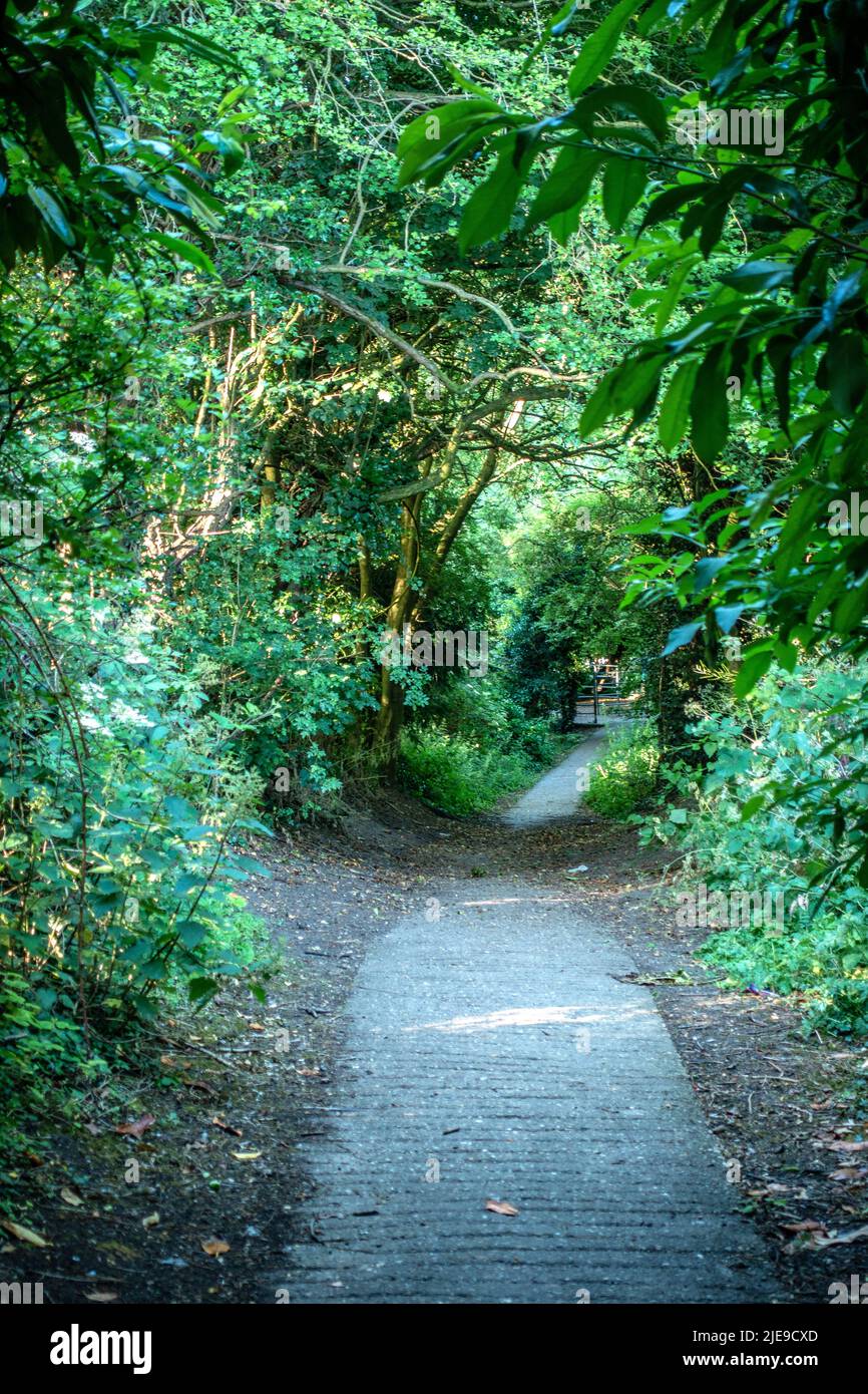 Pathway through the woods at Anston Stones, Anston, Sheffield Stock ...