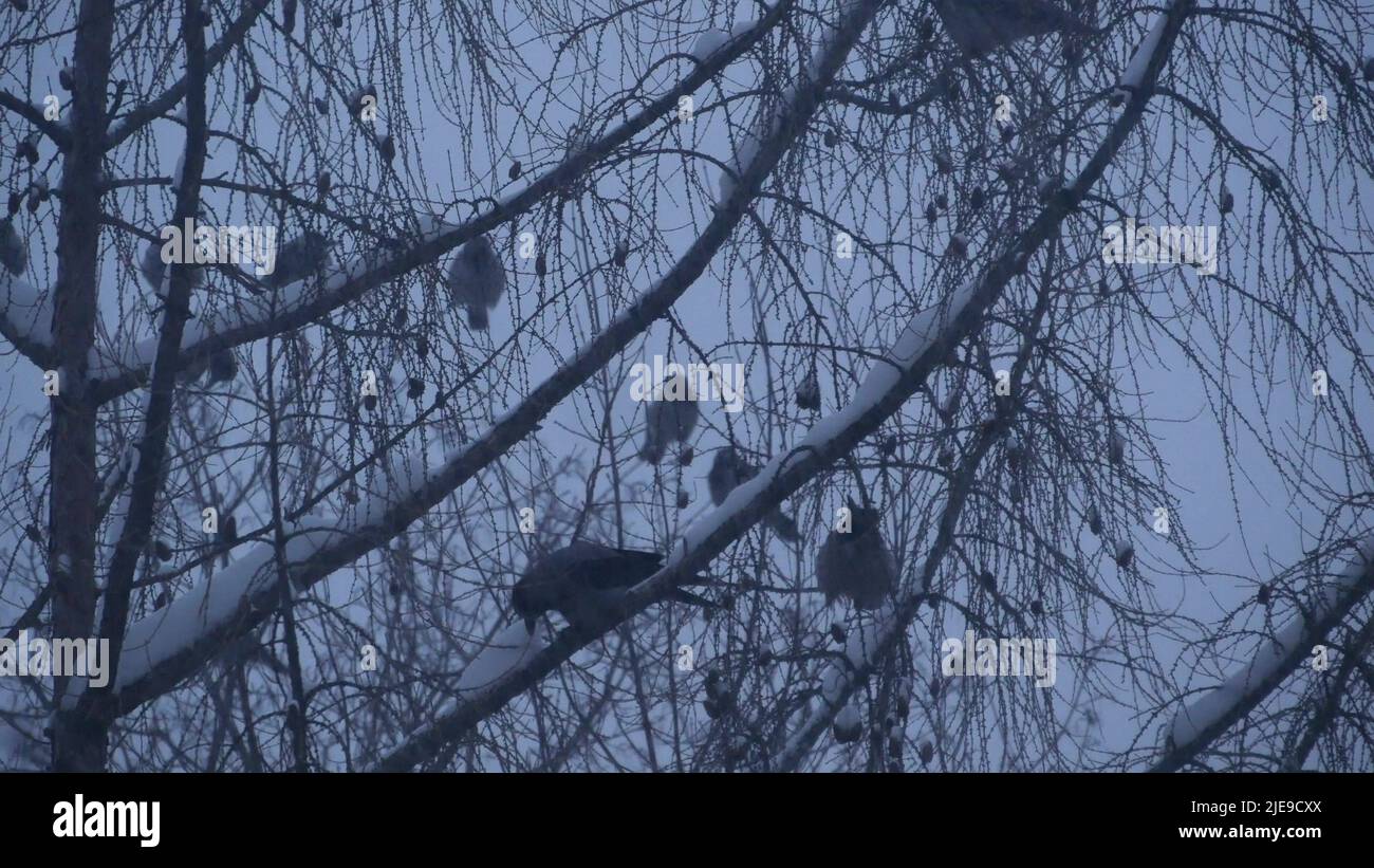Gothic black raven birds flock on bare leafless branch, many dark crows ...