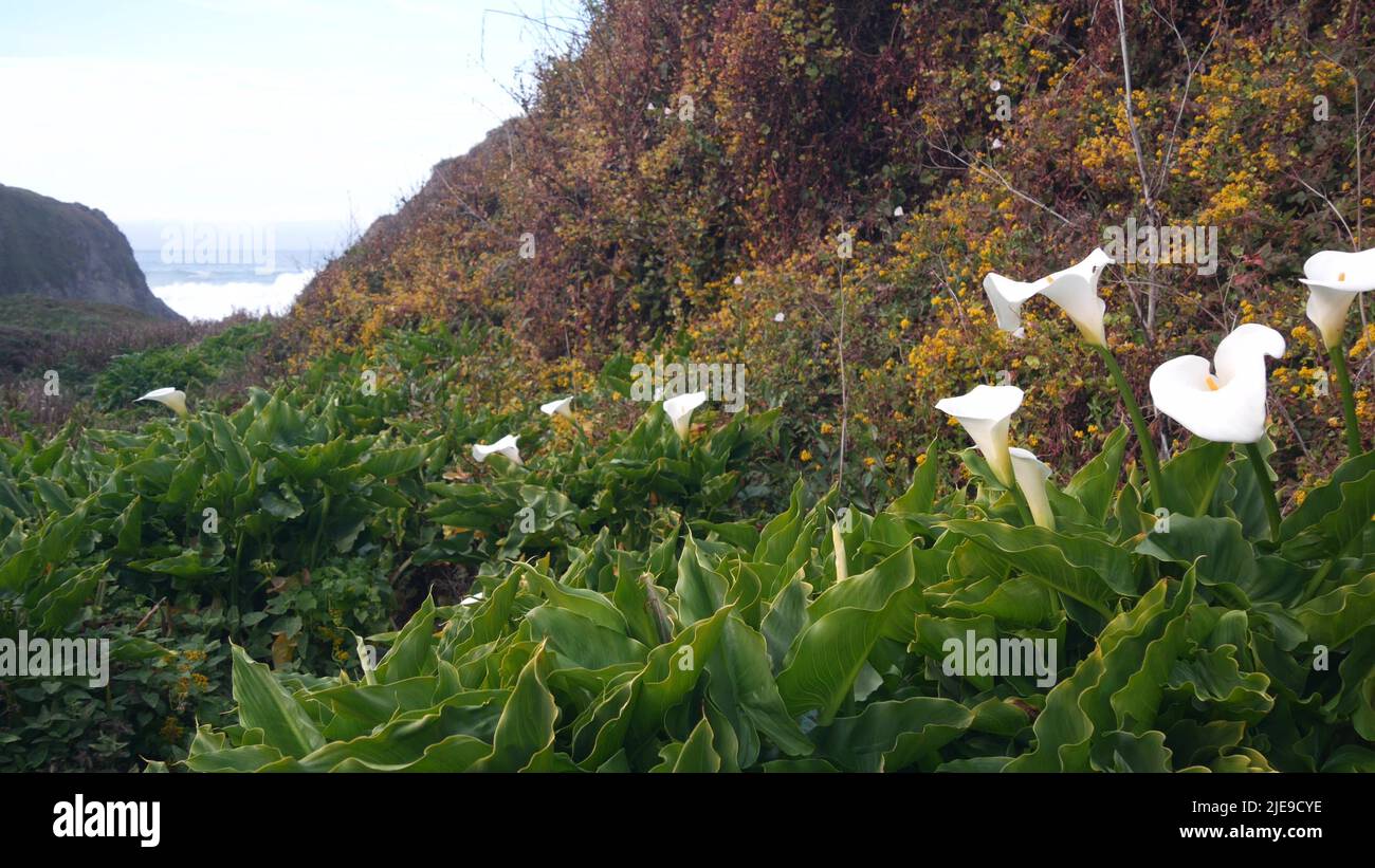 Calla lily valley garrapata beach hi-res stock photography and images ...