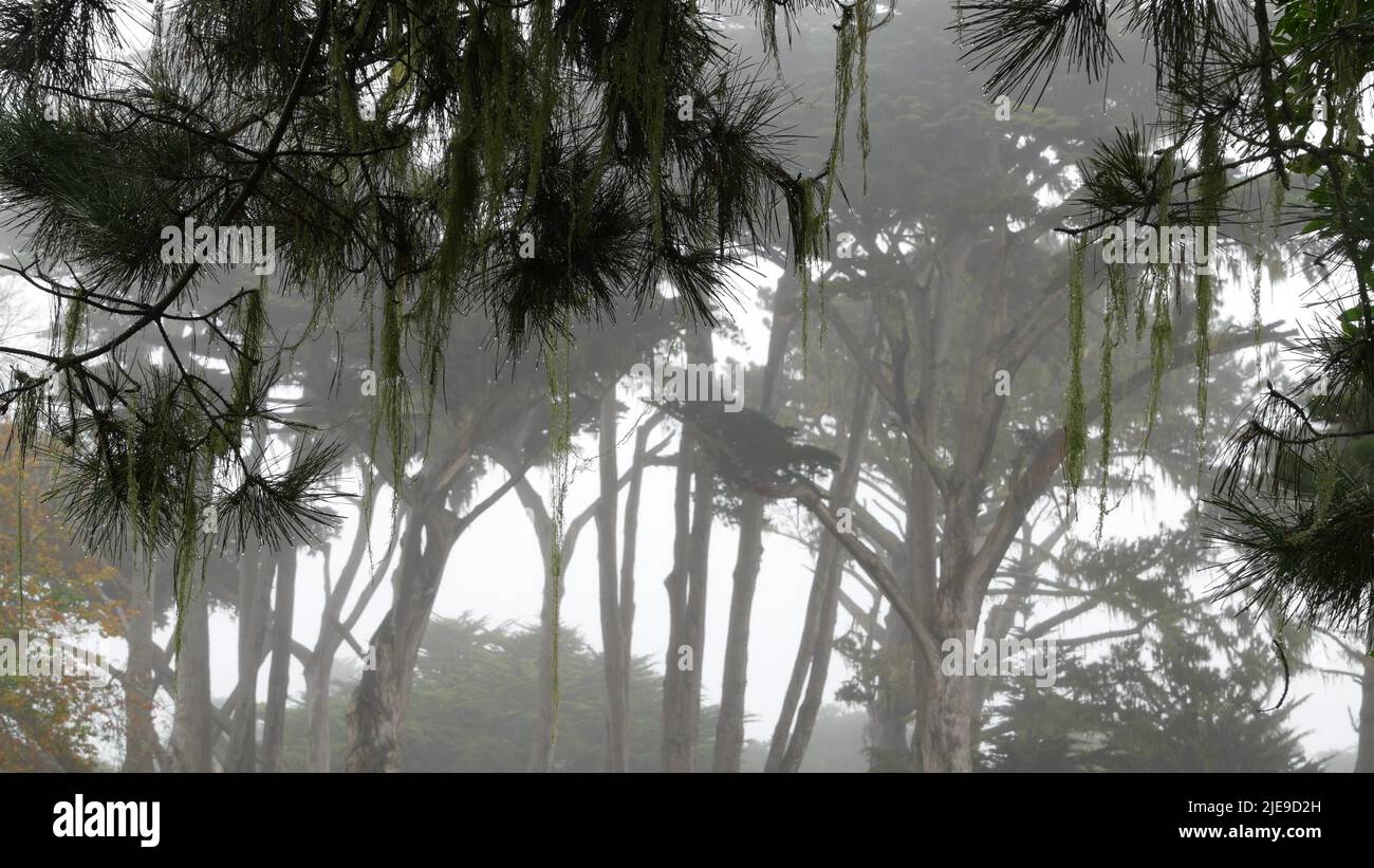 Lace lichen moss hanging, tree branches in foggy misty forest. Surreal ...