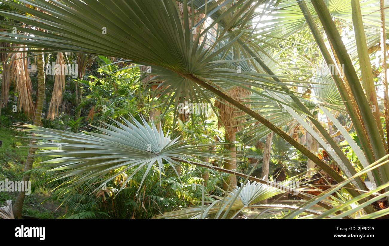 Juicy lush foliage of tropical trees in sunny jungle forest or exotic ...