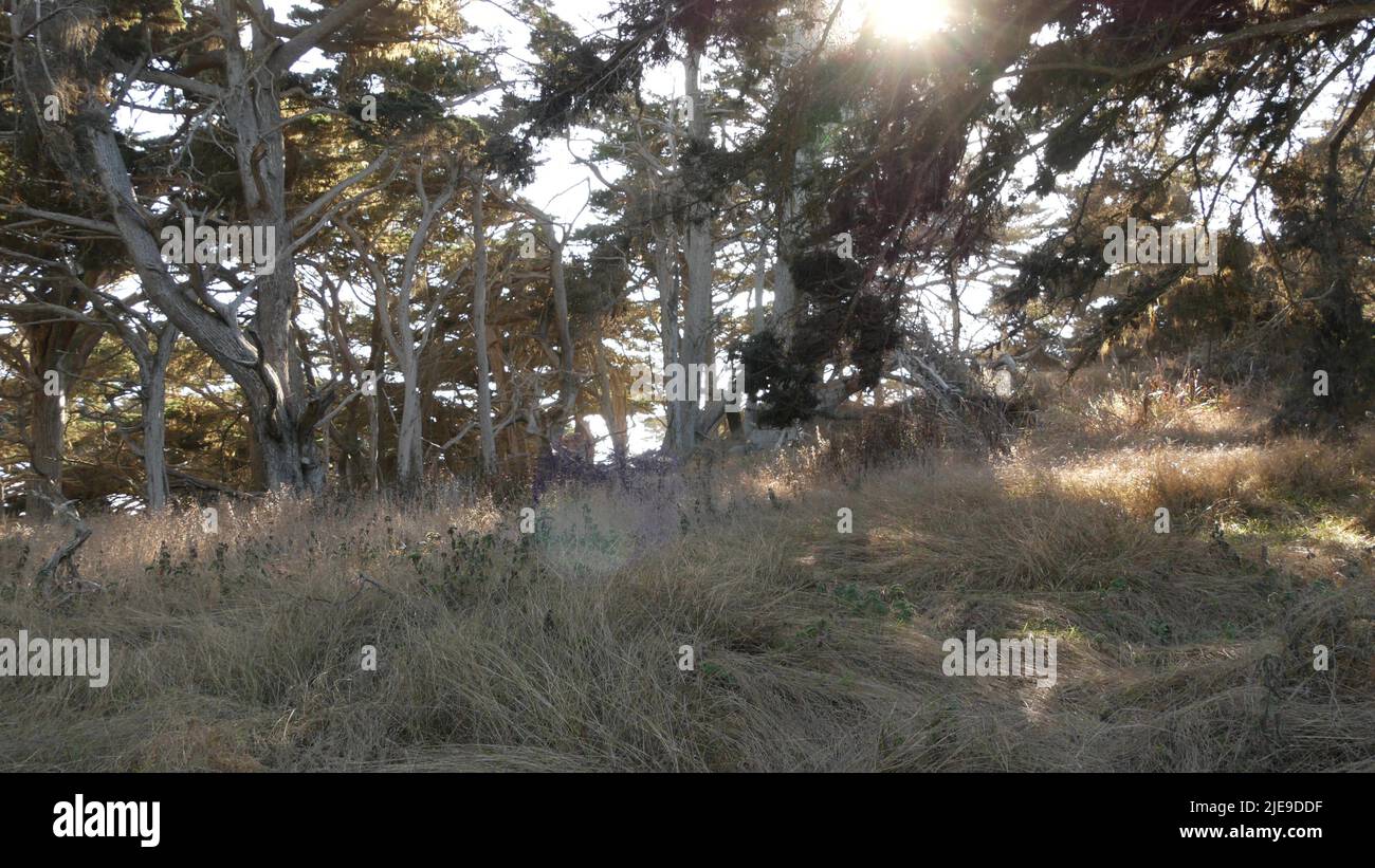 Twisted gnarled bare leafless trees branches and trunks in forest. Deep ...