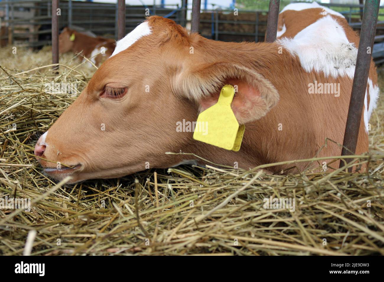 Guernsey cow hi-res stock photography and images - Alamy