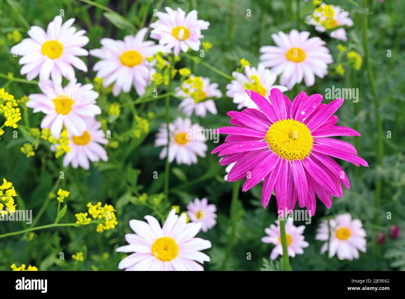 Persian daisy hi-res stock photography and images - Alamy