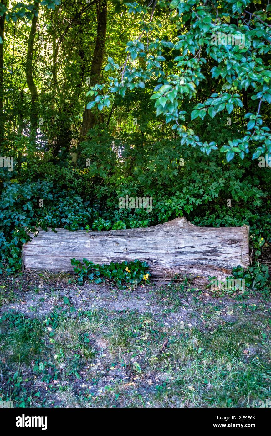 Cut down tree truck making a log seat in woods Stock Photo - Alamy