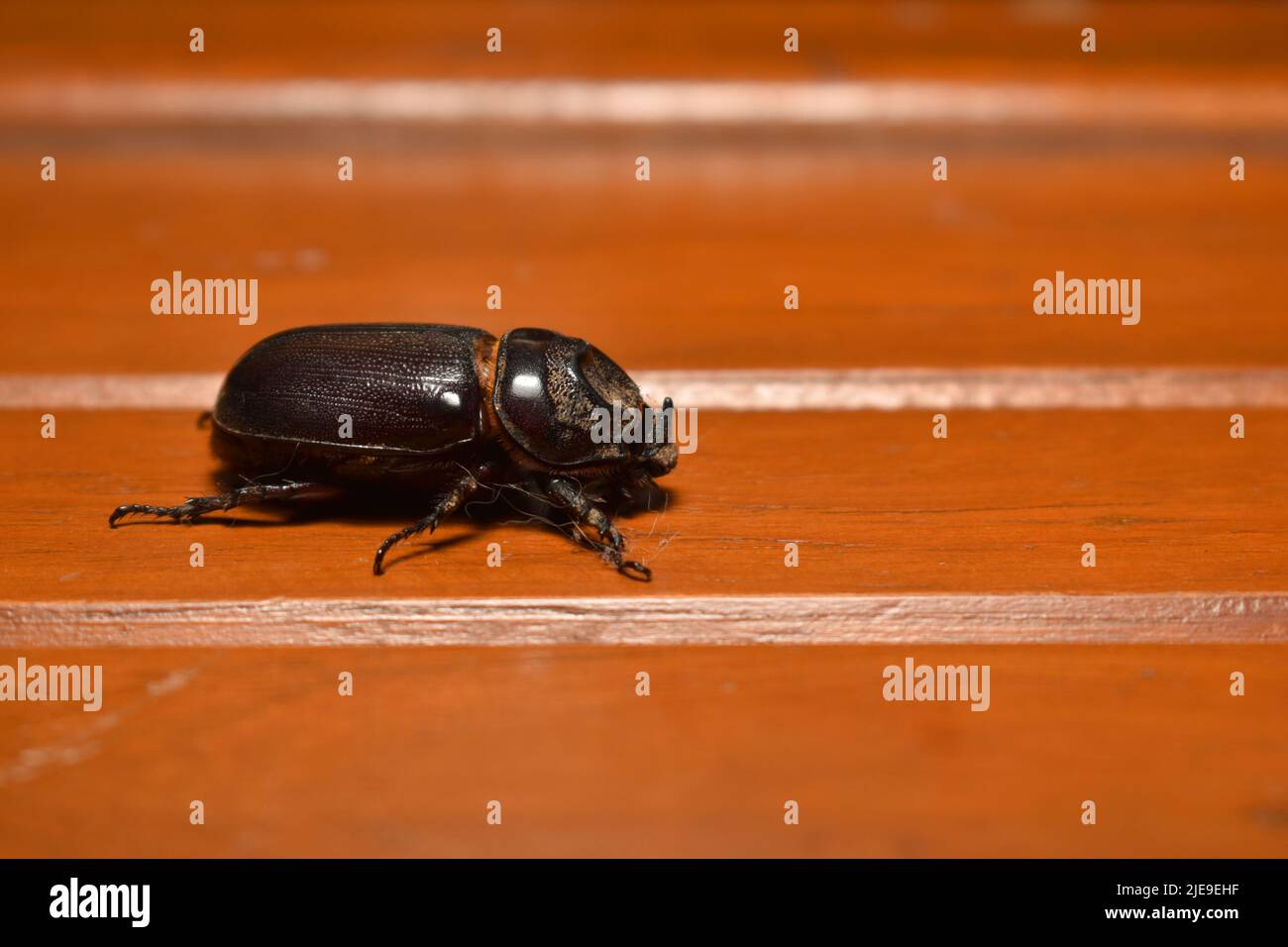 Serious pest in coconut tree hi-res stock photography and images - Alamy