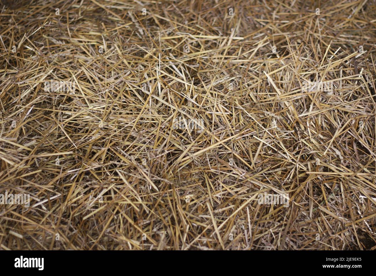 Full frame view of a huge pile of hay and straw Stock Photo - Alamy
