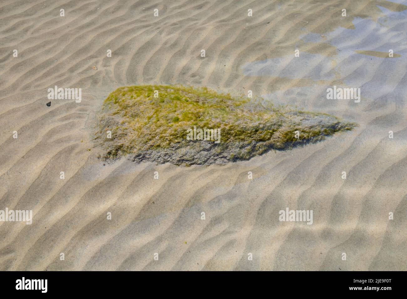 Shallow sea water surface with light reflection with stone covered with ...