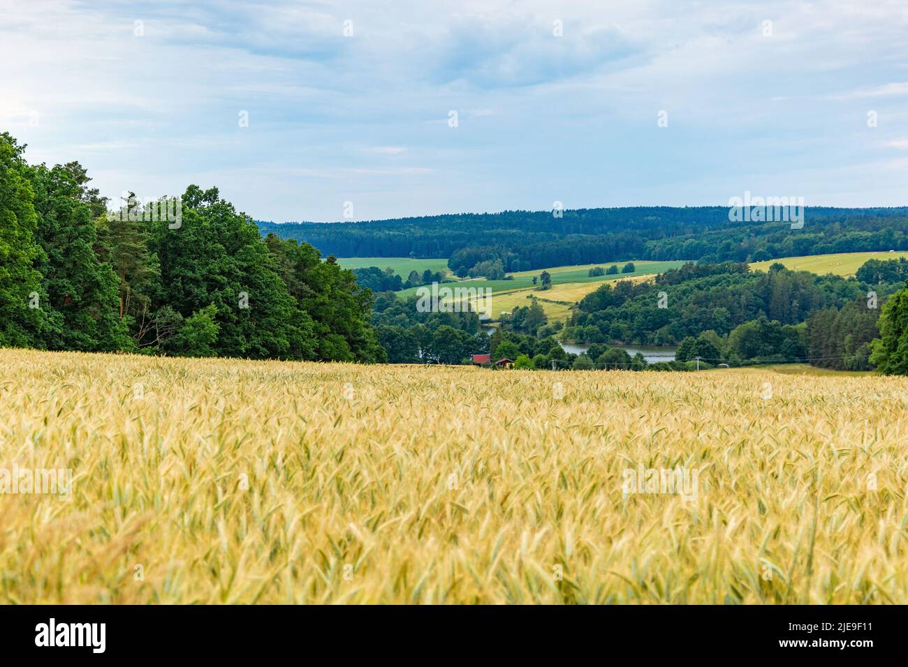 Field in june hi-res stock photography and images - Alamy