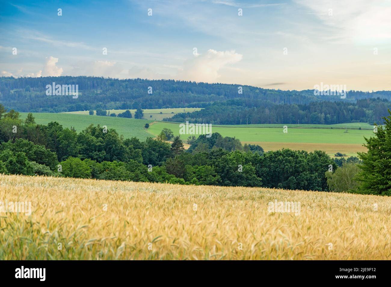 Field in june hi-res stock photography and images - Alamy