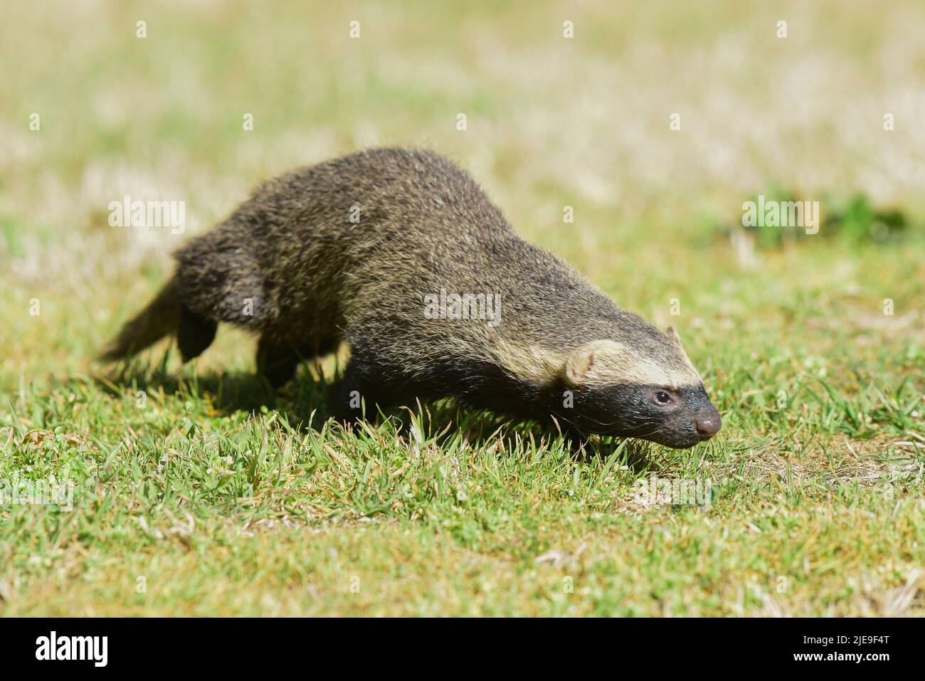 Little grison, in Pampas grassland environment, La Pampa Province ...